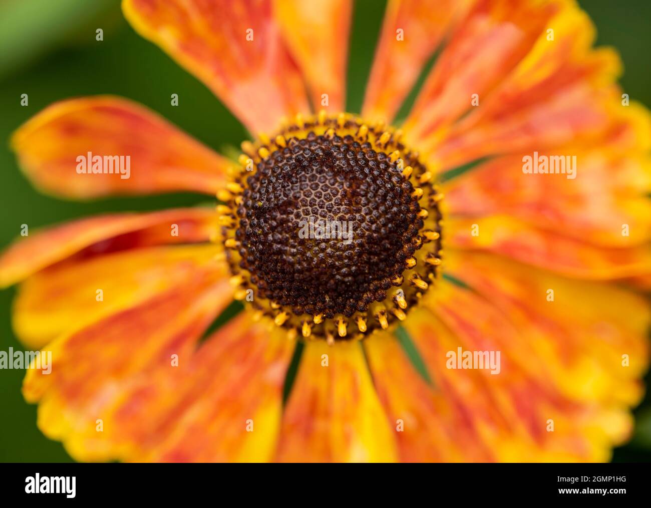 Stunning close up image of Common Sneezeweed Helenium Autumnale flower ...