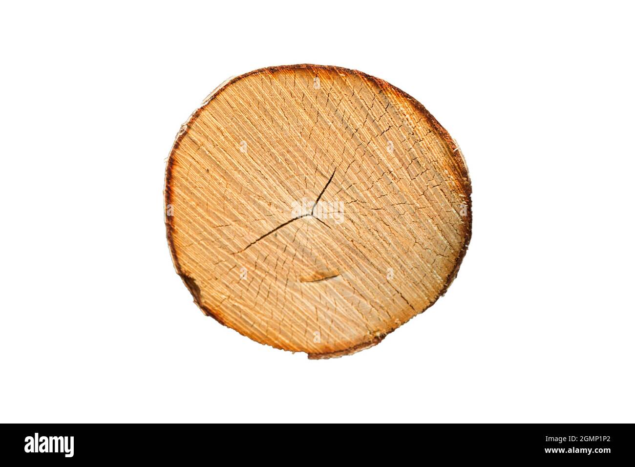 birch log cut isolated on white background. High quality photo Stock ...