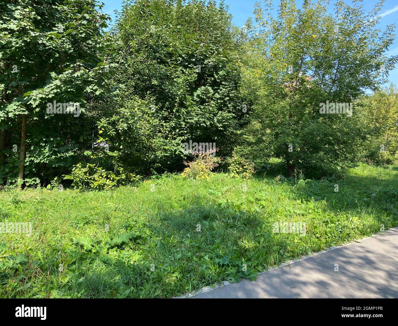 summer in city park at dry sunny day Stock Photo - Alamy