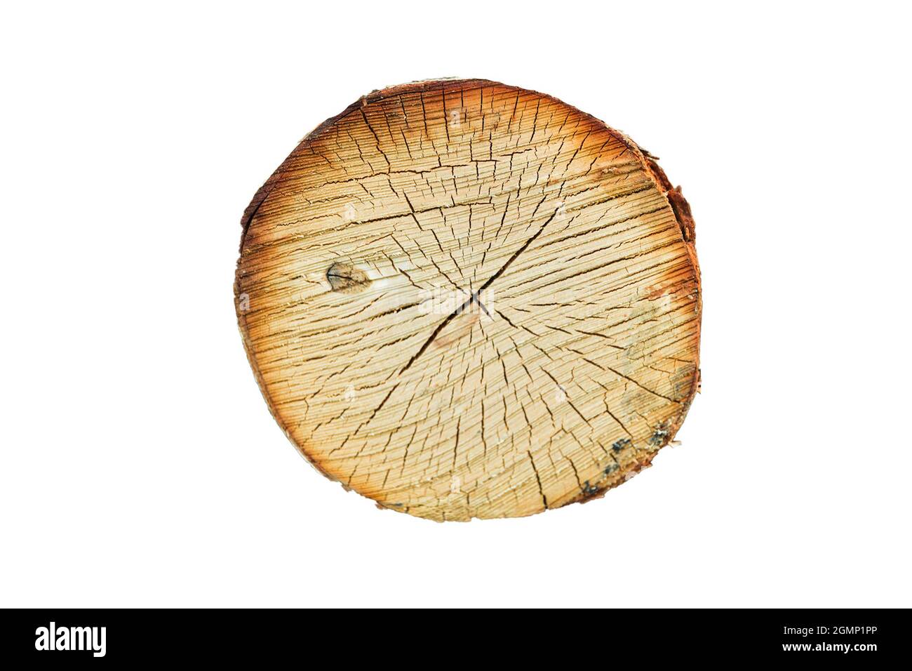 birch log cut isolated on white background. High quality photo Stock ...