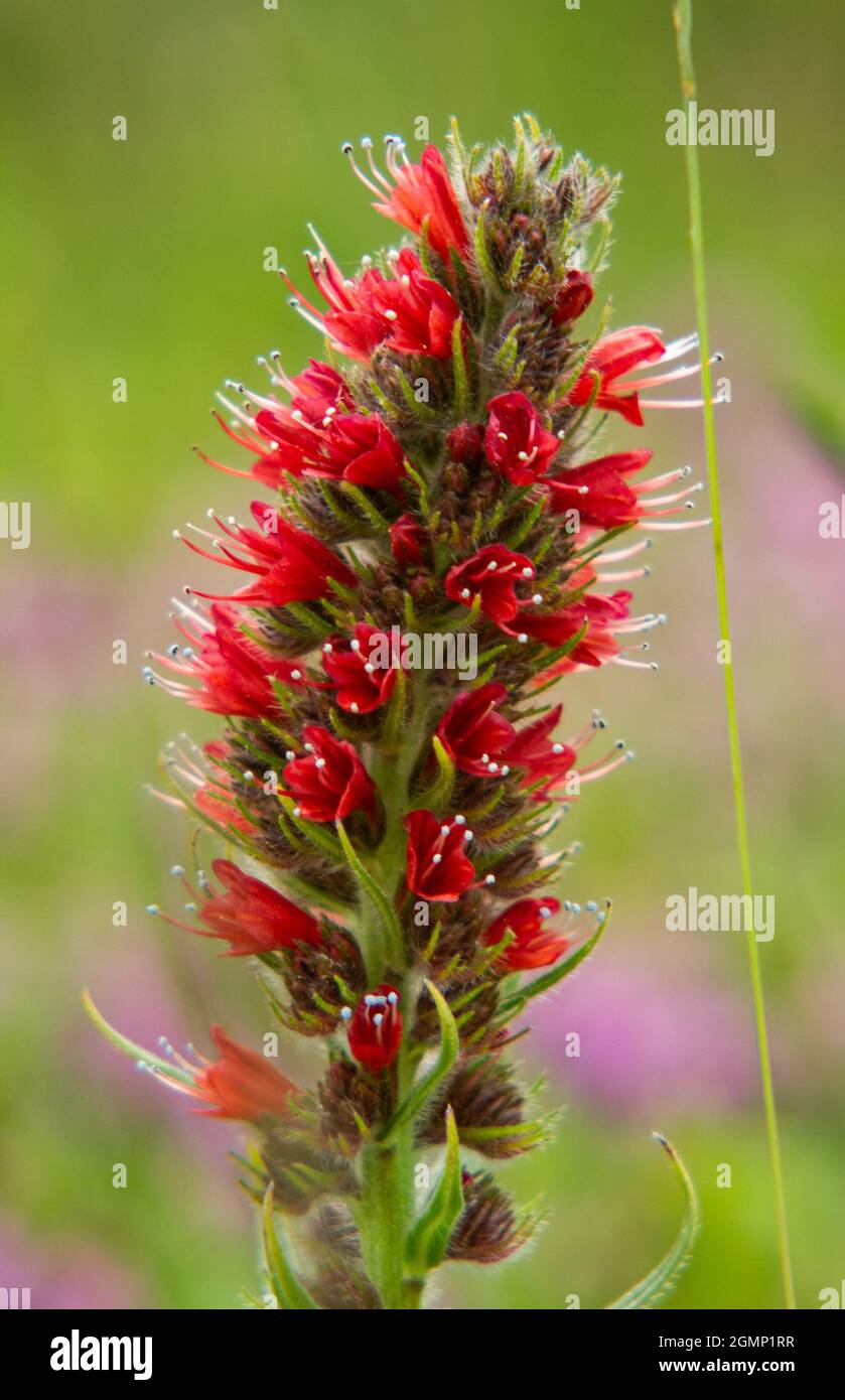 Vertical shot of red echium flower outdoors during daylight Stock Photo ...