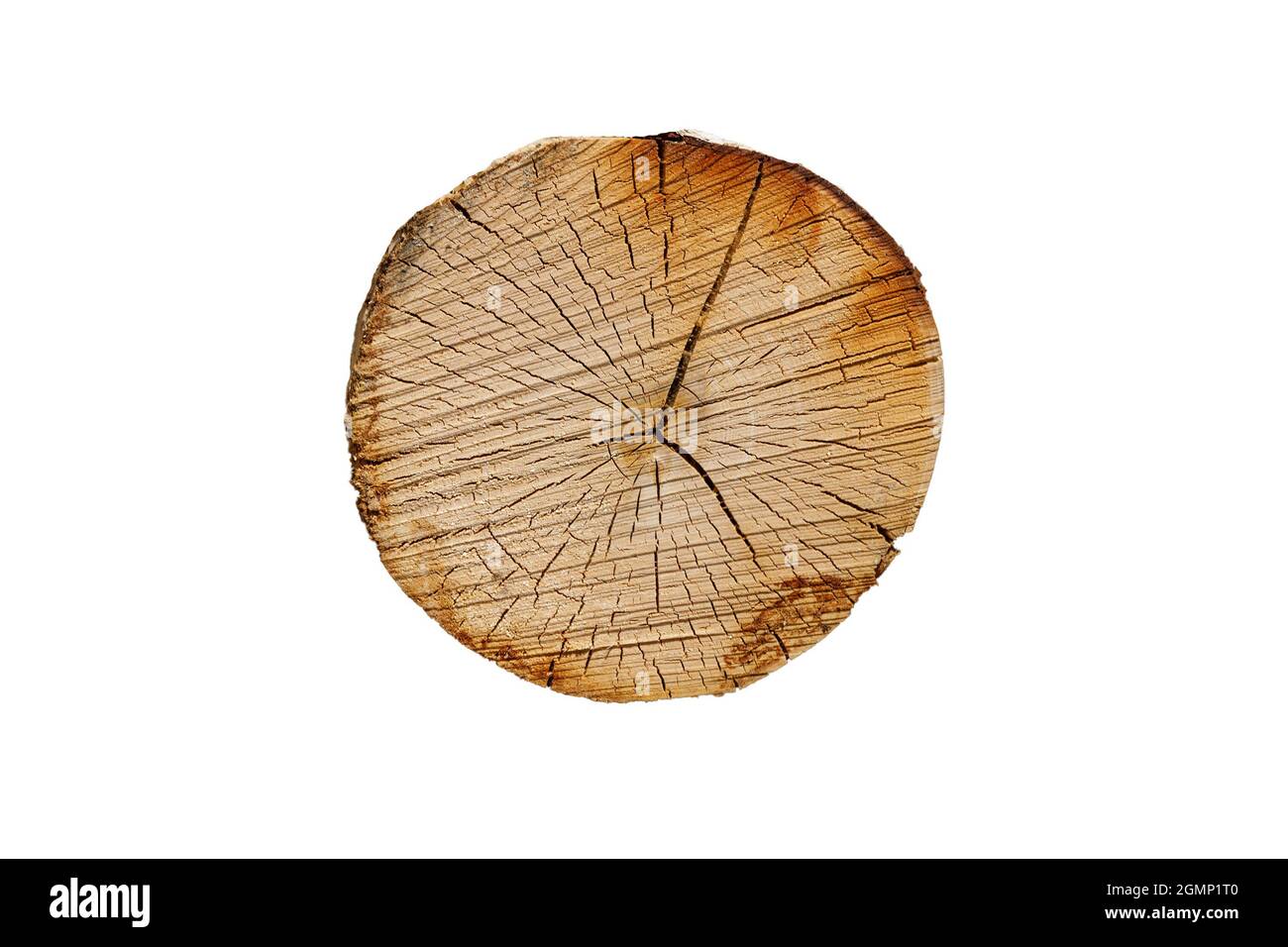 birch log cut isolated on white background. High quality photo Stock ...