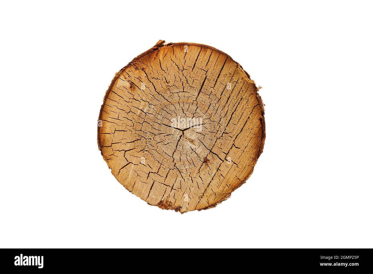 birch log cut isolated on white background. High quality photo Stock ...