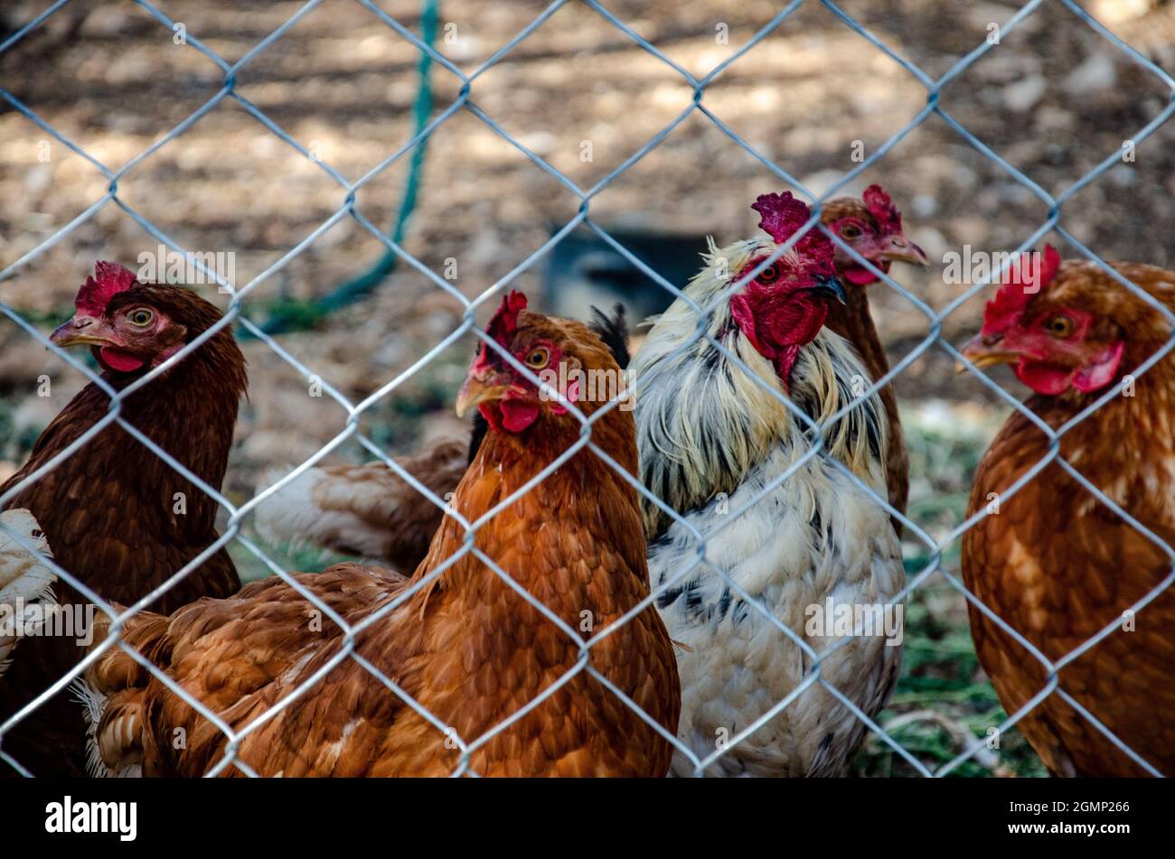 Selective focus closeup shot of white and ginger chickens and roosters ...