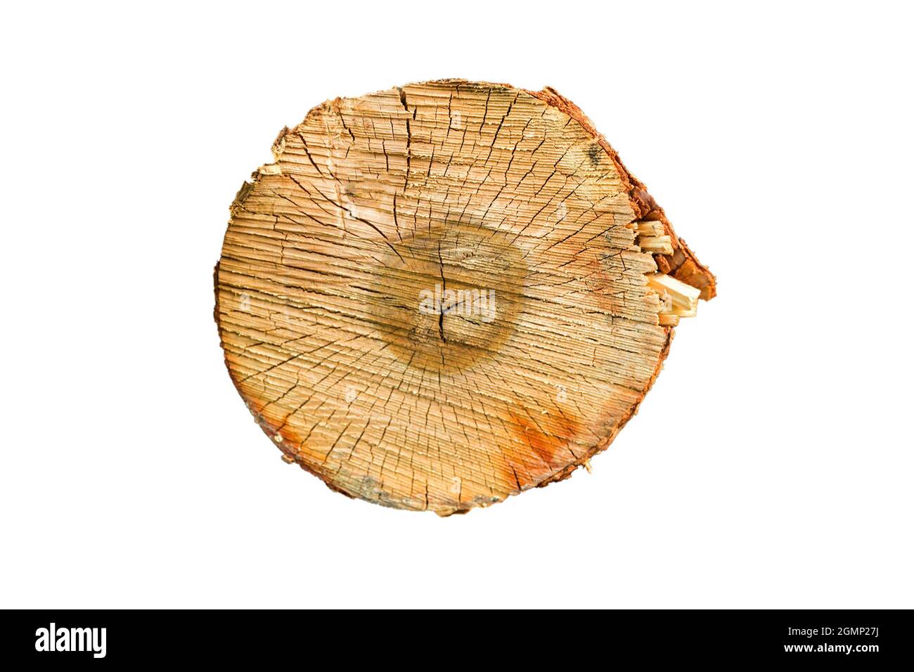birch log cut isolated on white background. High quality photo Stock ...
