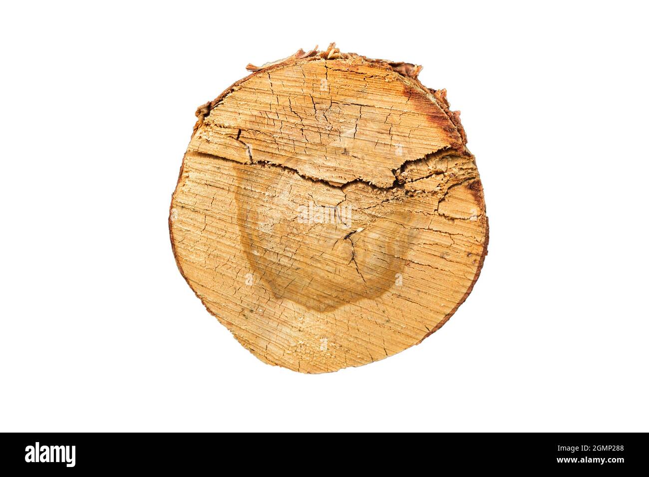 birch log cut isolated on white background. High quality photo Stock ...