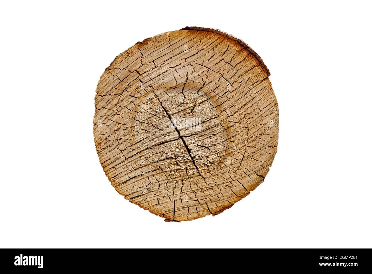 birch log cut isolated on white background. High quality photo Stock ...