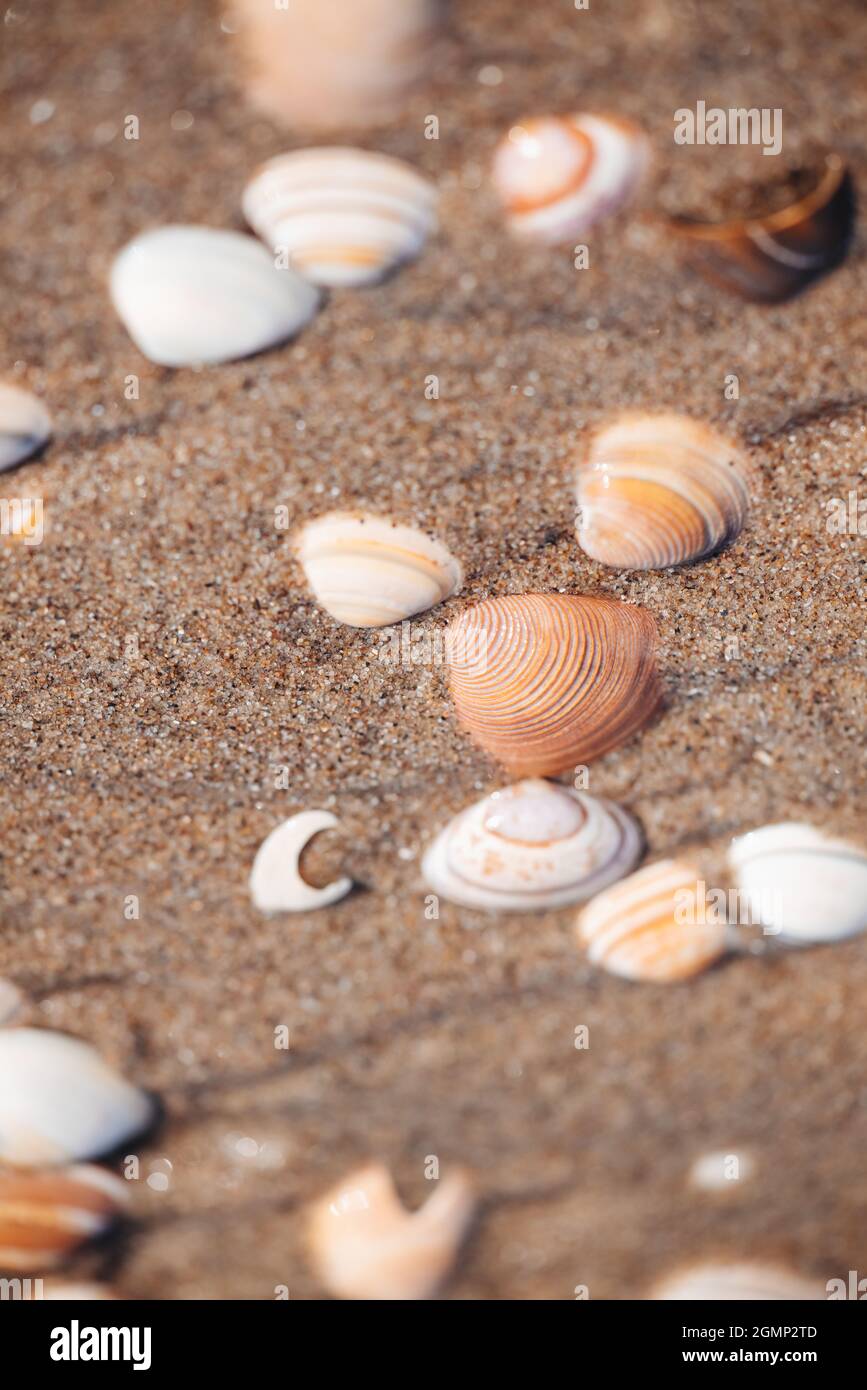 Ocean seashell hi-res stock photography and images - Alamy