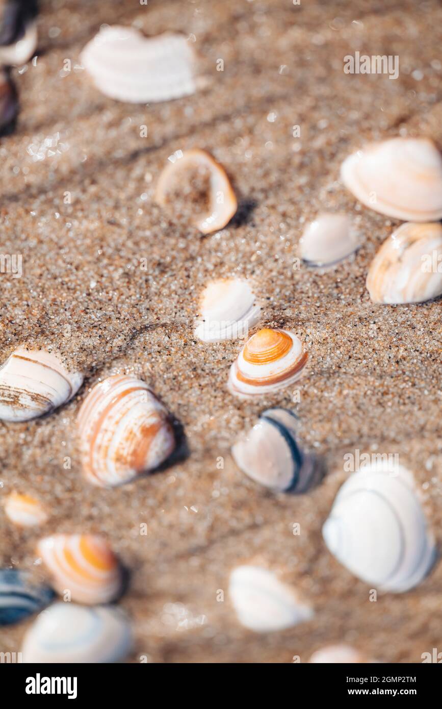 Real life seashells on the beach in the north of Netherlands Stock ...
