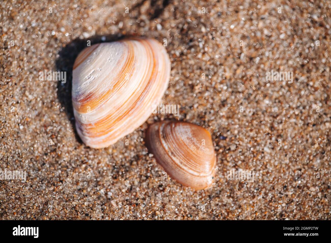 Real life seashells on the beach in the north of Netherlands Stock ...