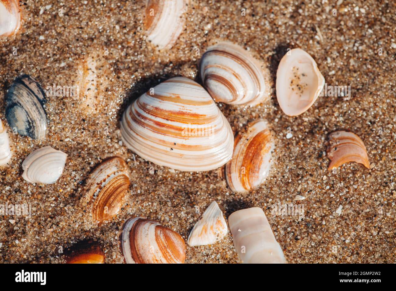 Real life seashells on the beach in the north of Netherlands Stock ...