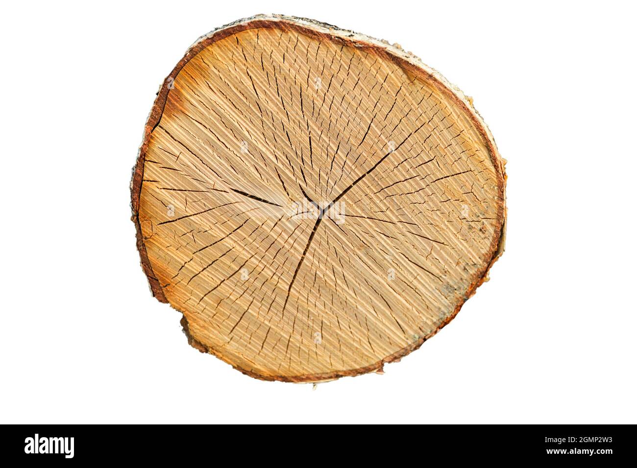 birch log cut isolated on white background. High quality photo Stock ...