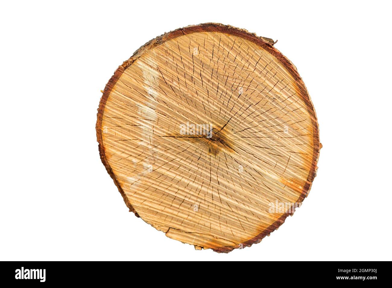 birch log cut isolated on white background. High quality photo Stock ...