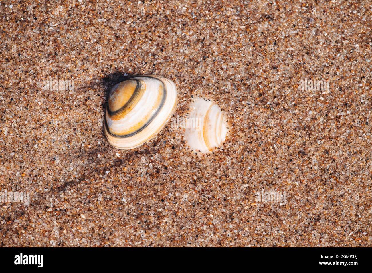 Real life seashells on the beach in the north of Netherlands Stock ...