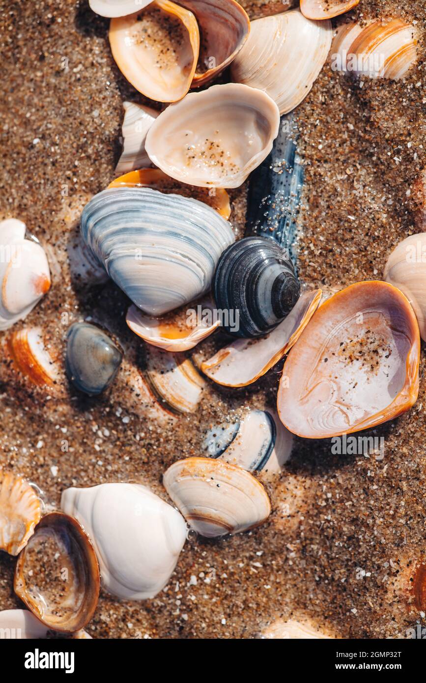Real life seashells on the beach in the north of Netherlands Stock ...