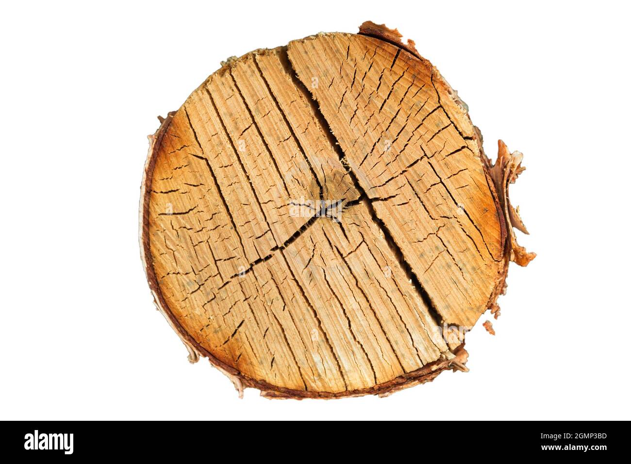 birch log cut isolated on white background. High quality photo Stock ...