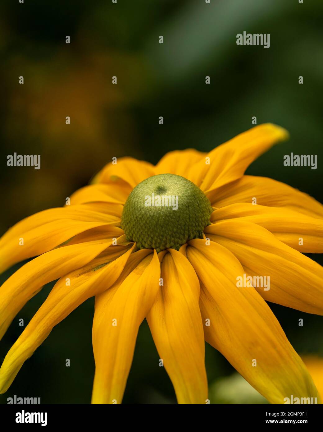 Beautiful close up macro image of Cutleaf Coneflower Rudbeckia ...