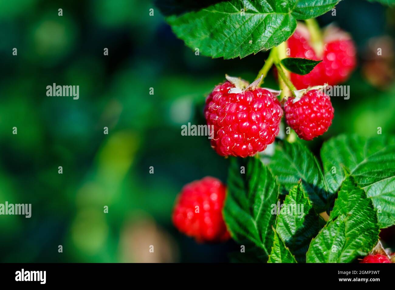 Red ripe raspberries hang on a green bush on a bright sunny day ...