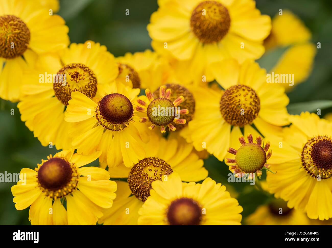Stunning close up image of Common Sneezeweed Helenium Autumnale flower ...