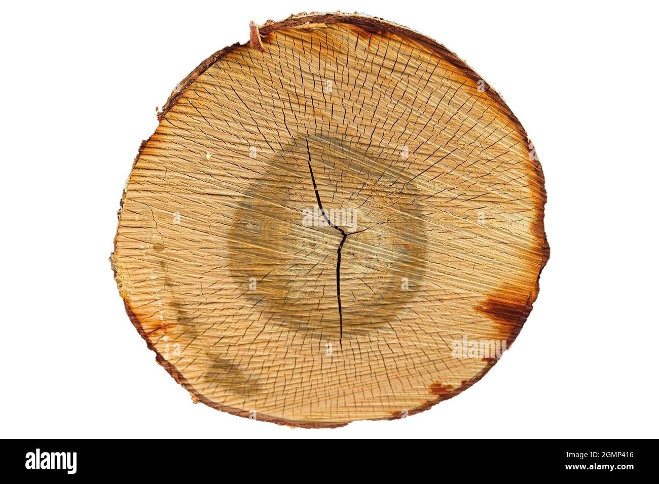 birch log cut isolated on white background. High quality photo Stock ...