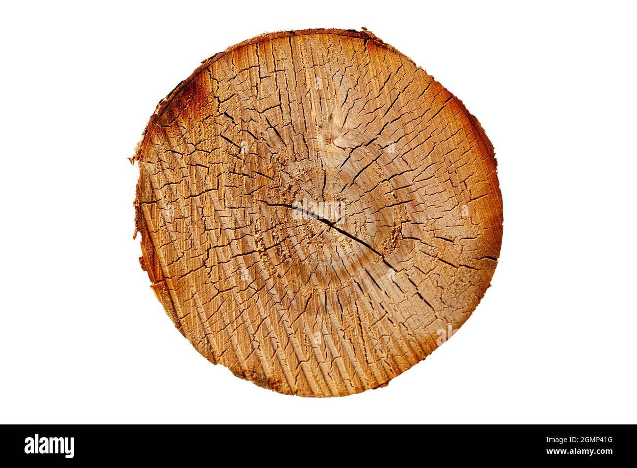 birch log cut isolated on white background. High quality photo Stock ...