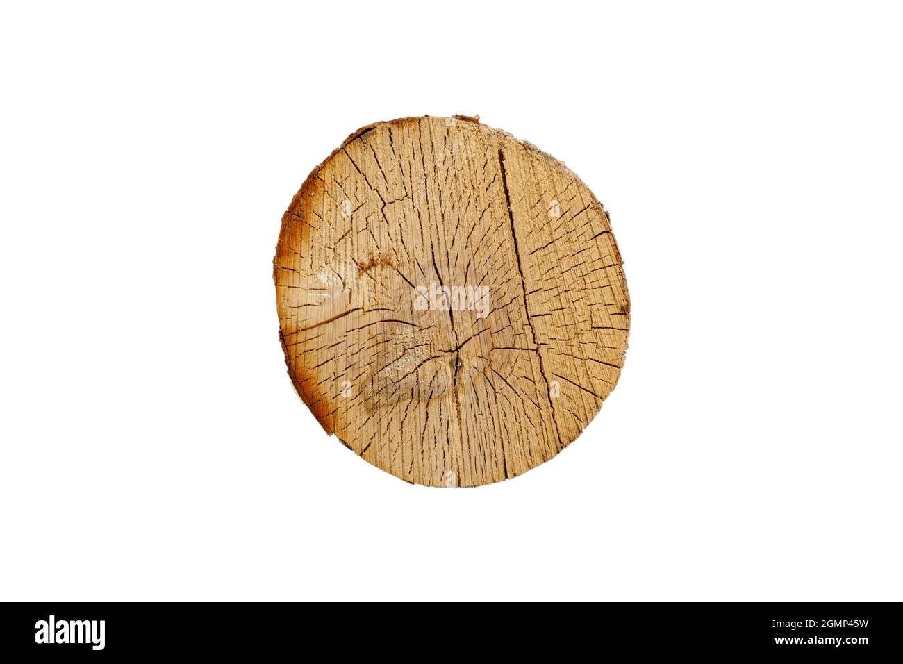 birch log cut isolated on white background. High quality photo Stock ...