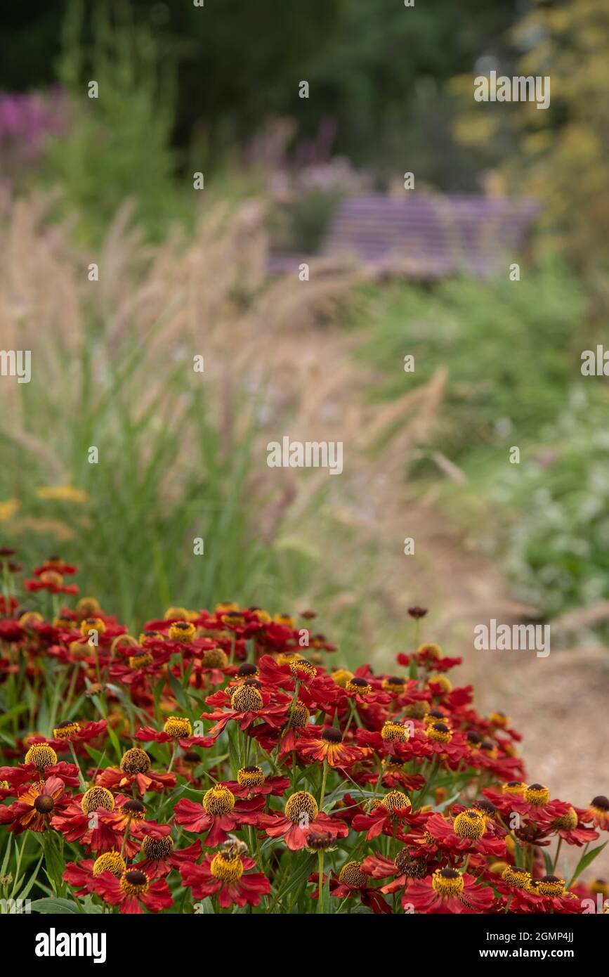 Stunning close up image of Common Sneezeweed Helenium Autumnale flower ...