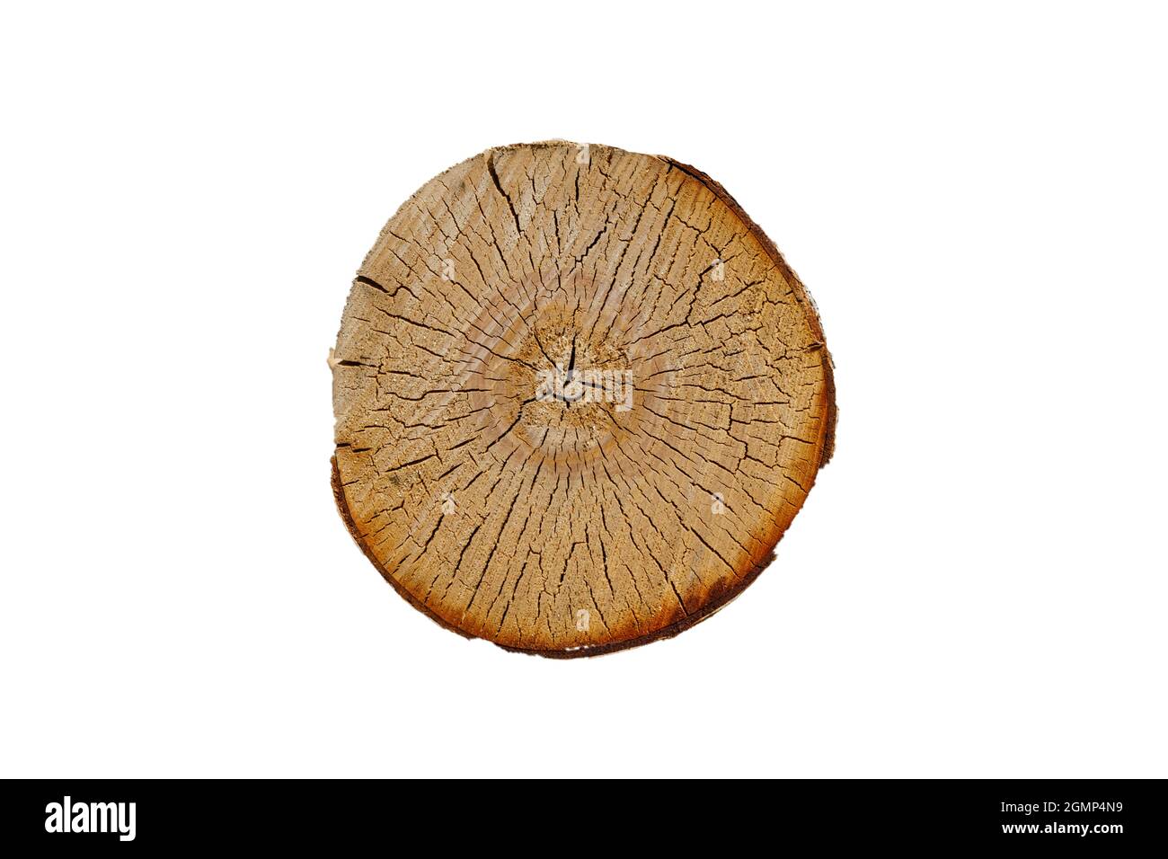 birch log cut isolated on white background. High quality photo Stock ...