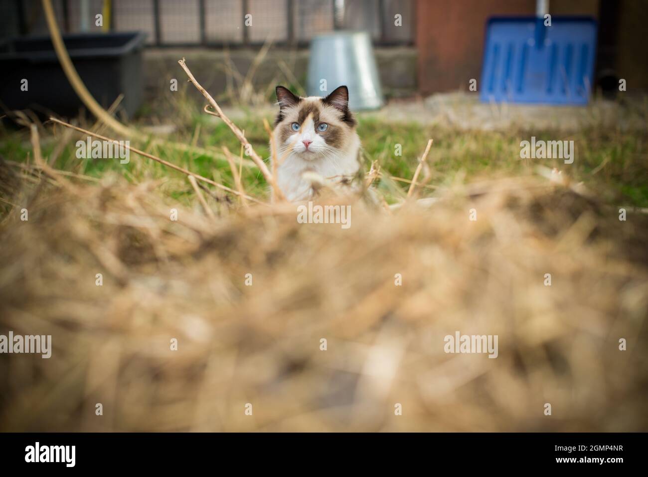 Ragdoll cat walks hi-res stock photography and images - Alamy