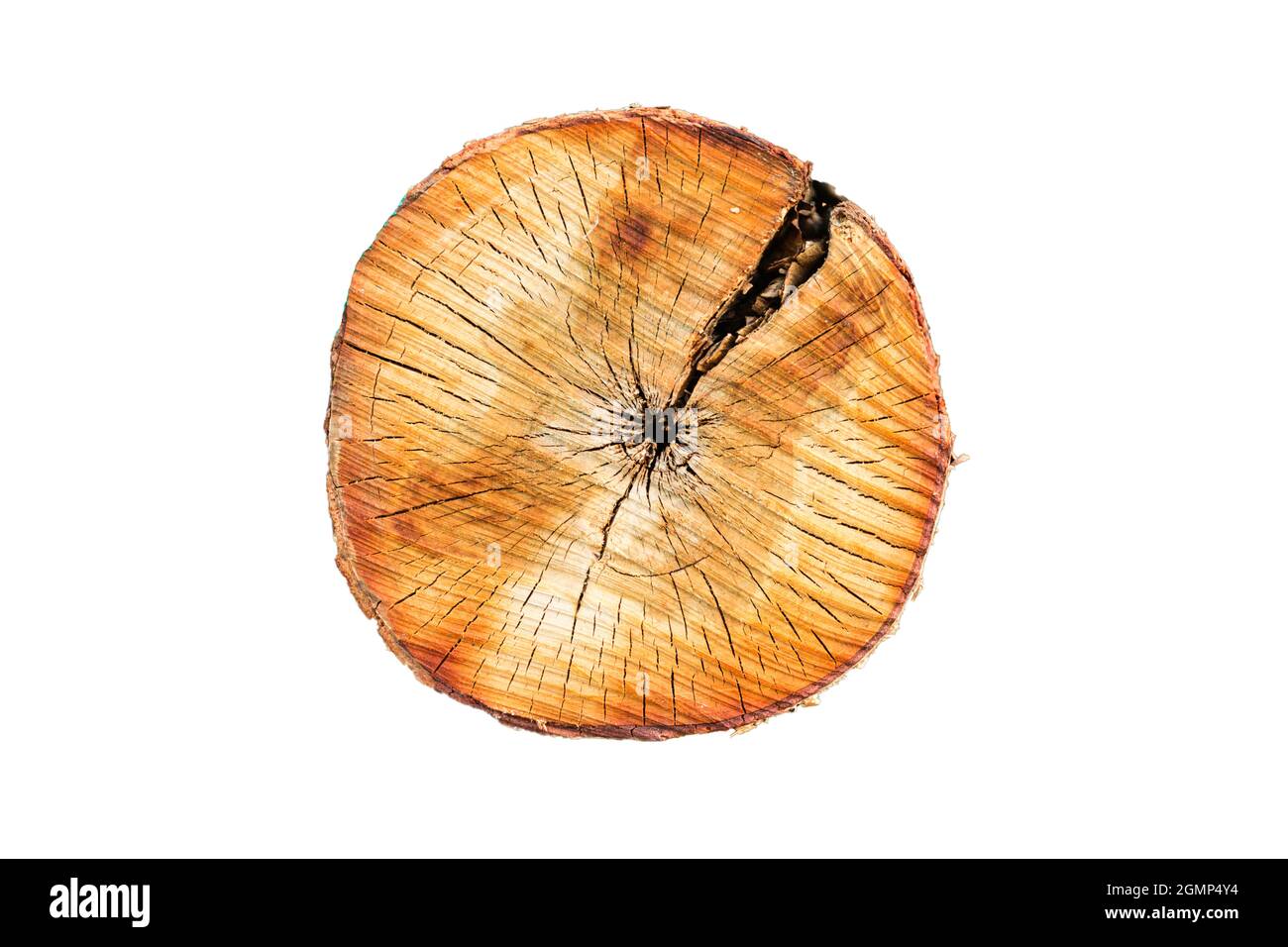 birch log cut isolated on white background. High quality photo Stock ...