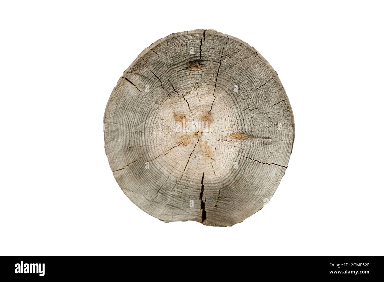birch log cut isolated on white background. High quality photo Stock ...