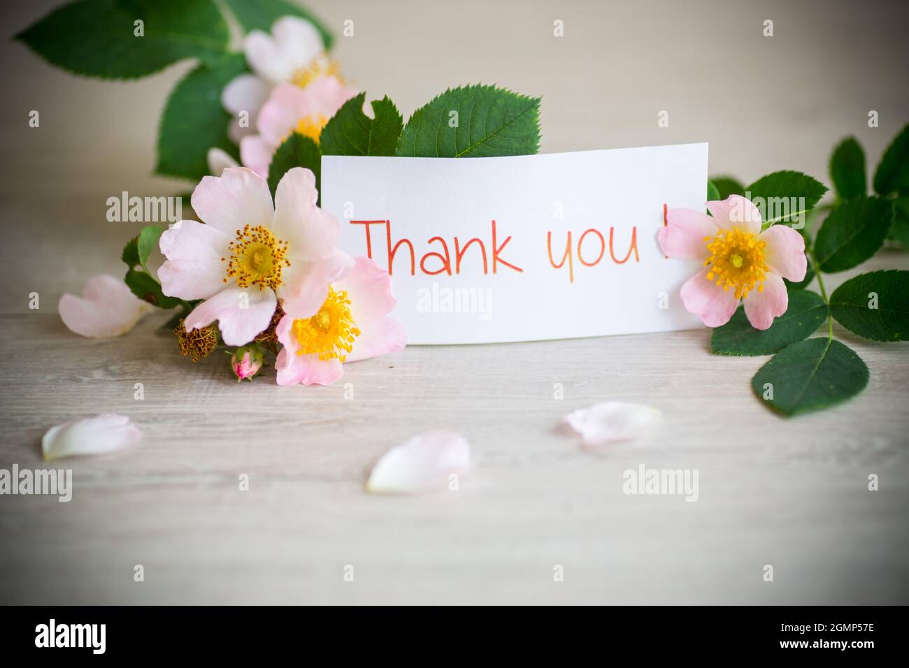 Thank you card with pink roses hi-res stock photography and images - Alamy