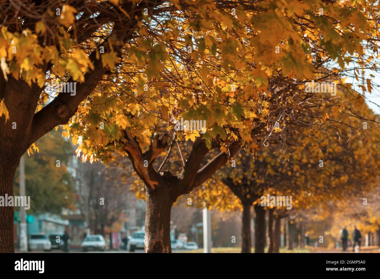 Autumn tree in morning meadow. Falling leaves natural background Stock ...
