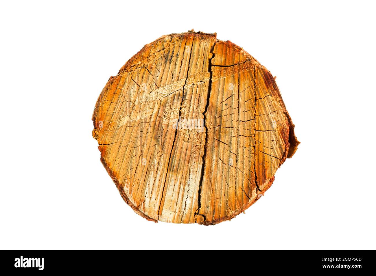 birch log cut isolated on white background. High quality photo Stock ...