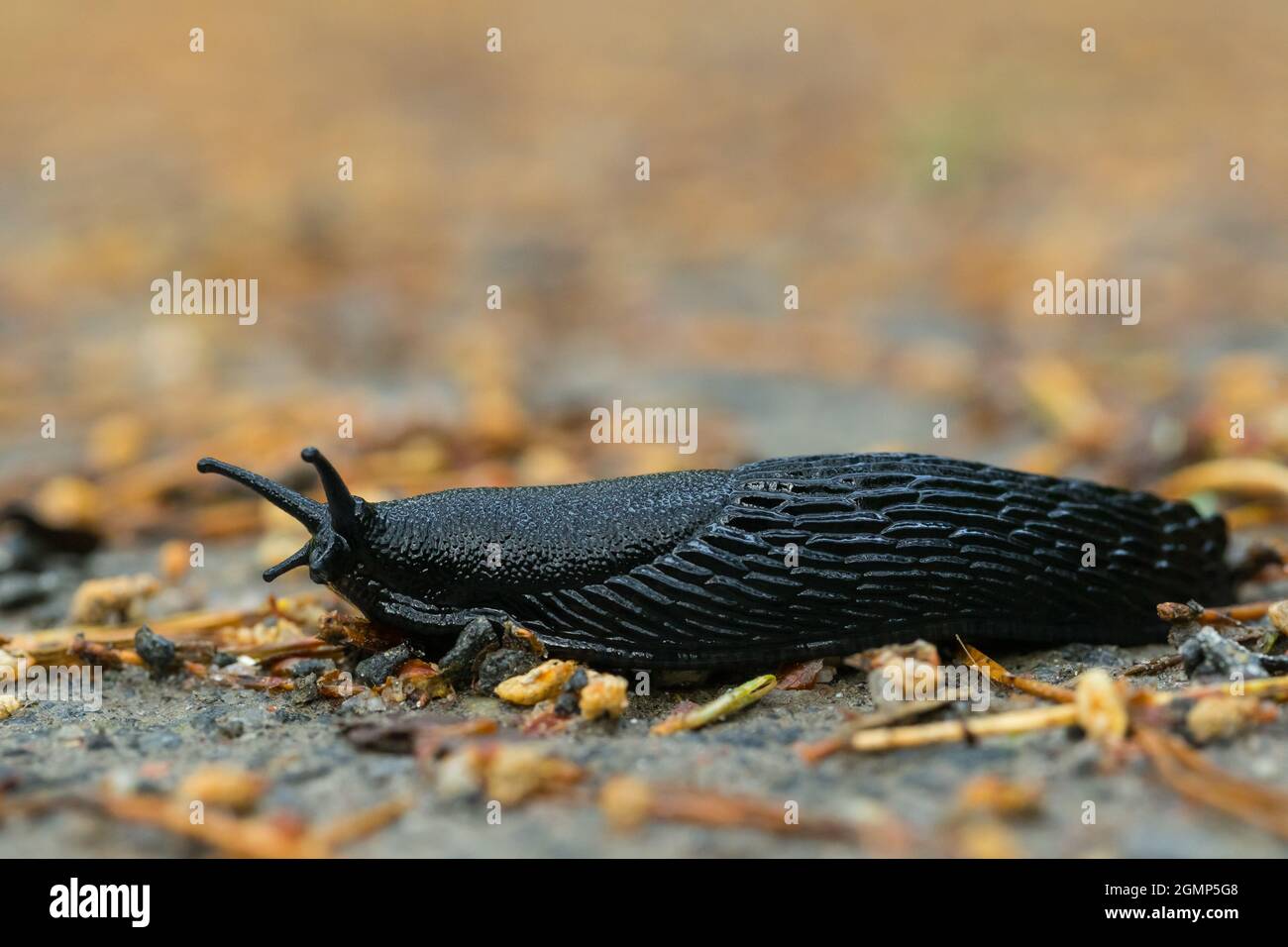 Black round back slug (Arion ater Stock Photo - Alamy