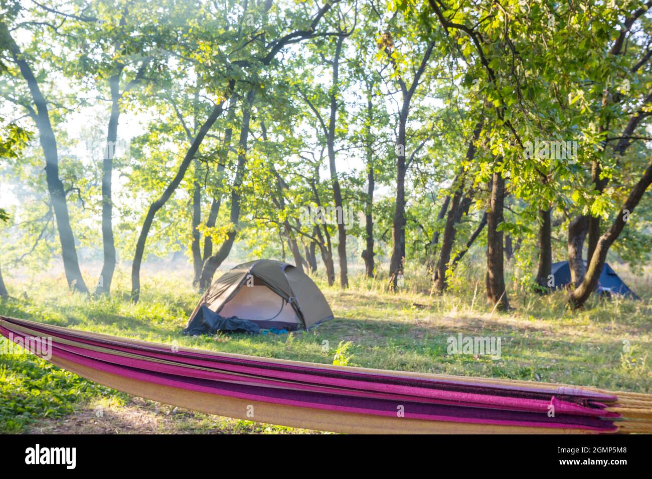 Modern tourist tent hanging between trees in green forest Stock Photo ...