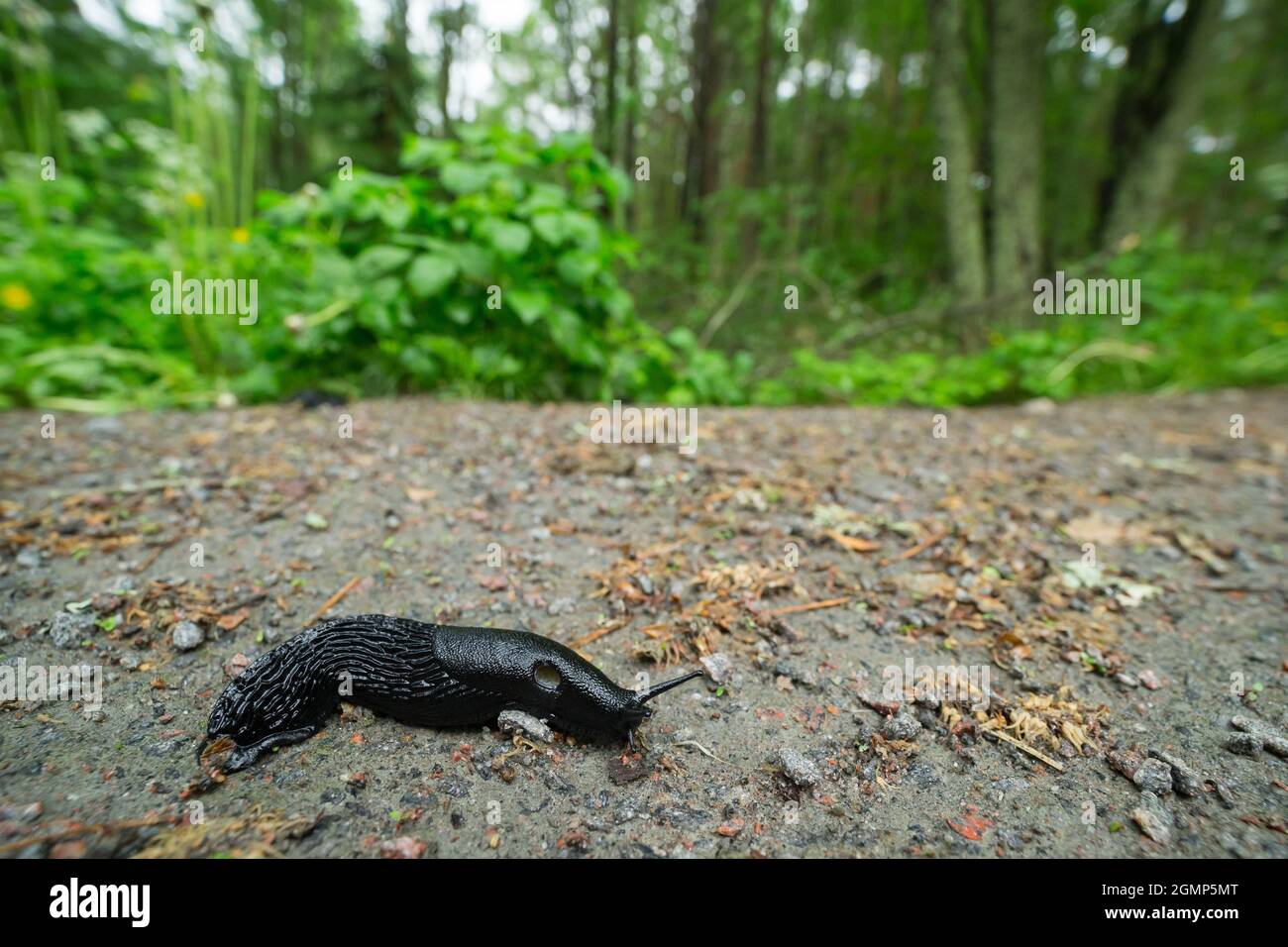 Black round back slug (Arion ater Stock Photo - Alamy