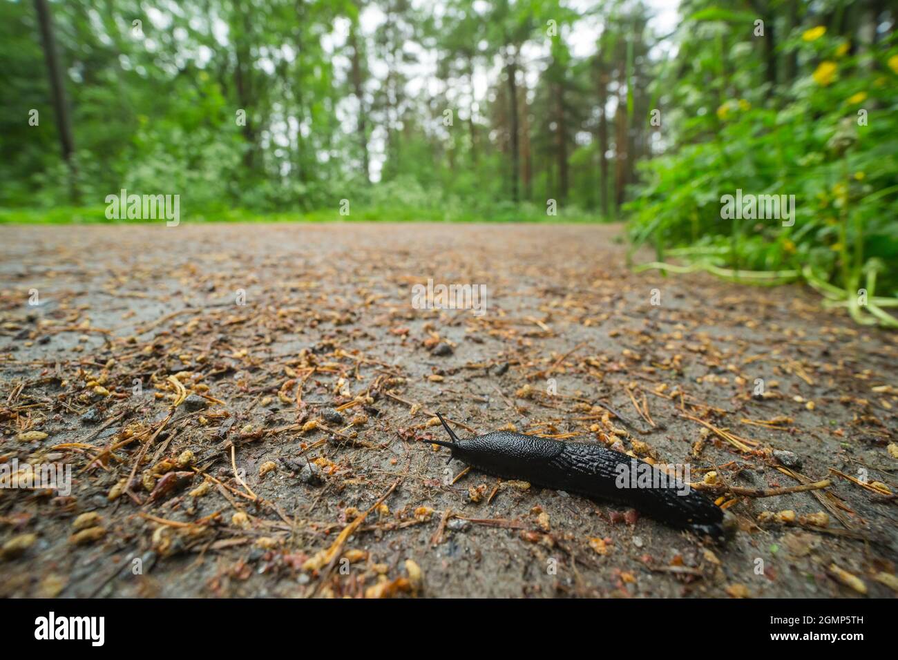 Arion Species High Resolution Stock Photography and Images - Alamy