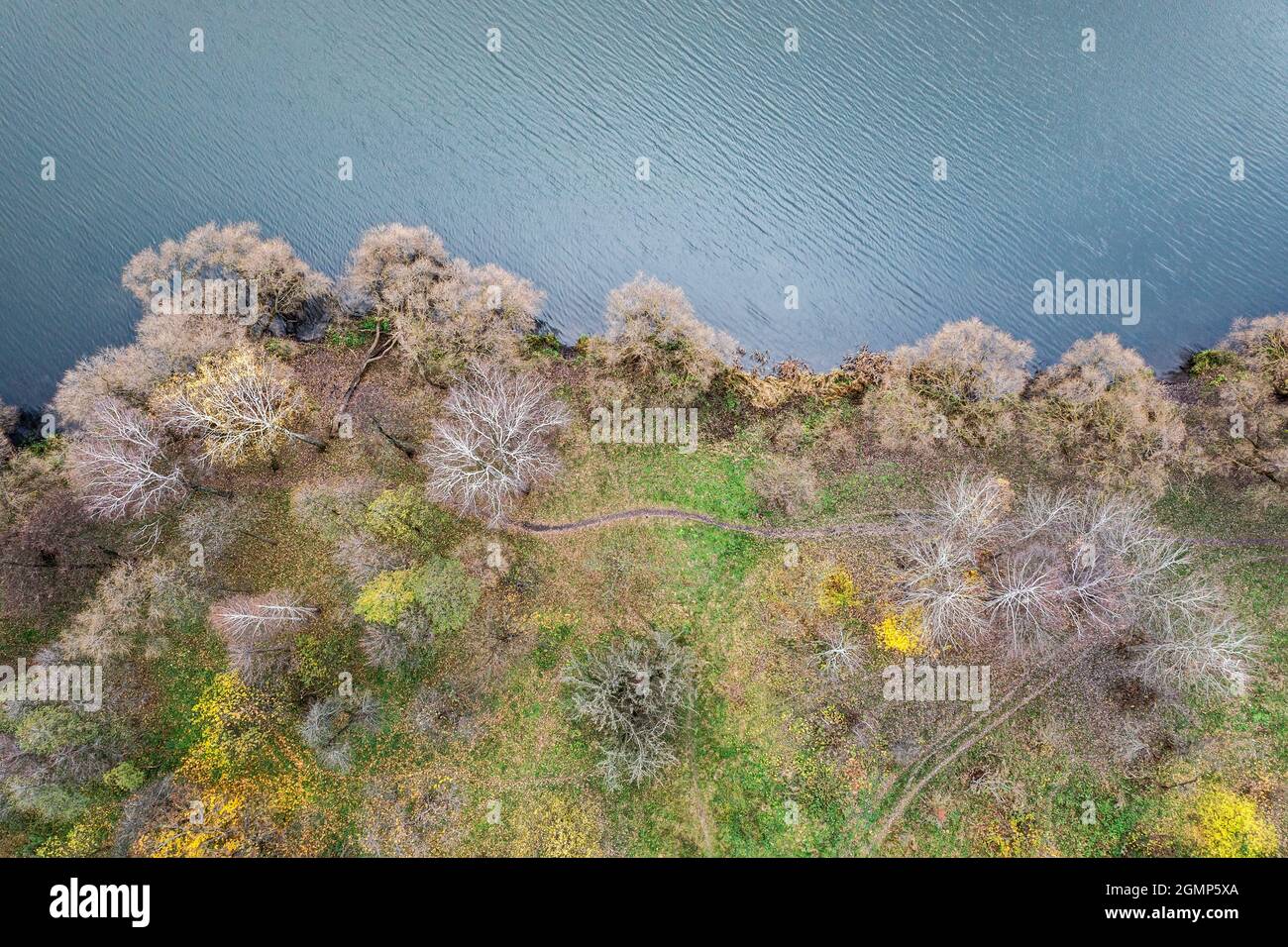 aerial top view of lake with calm water, and leafless trees ashore ...