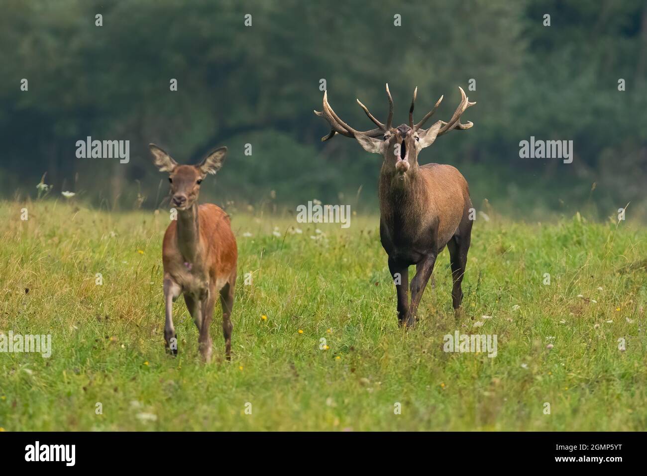 Mating season coming hi-res stock photography and images - Alamy