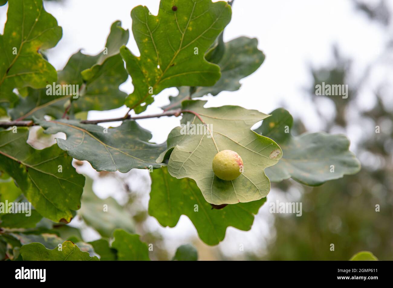 Oak apple day hi-res stock photography and images - Alamy