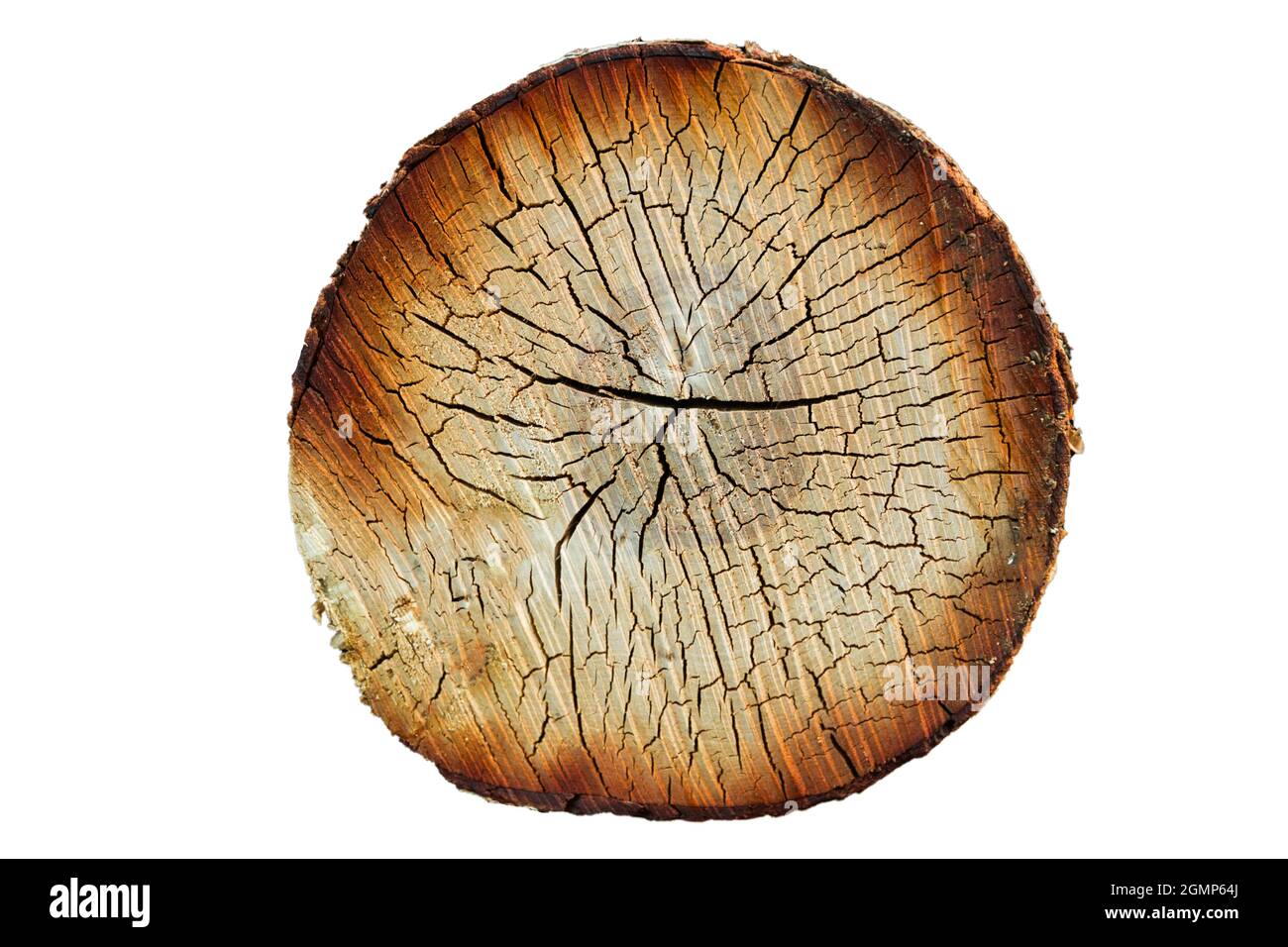 birch log cut isolated on white background. High quality photo Stock ...