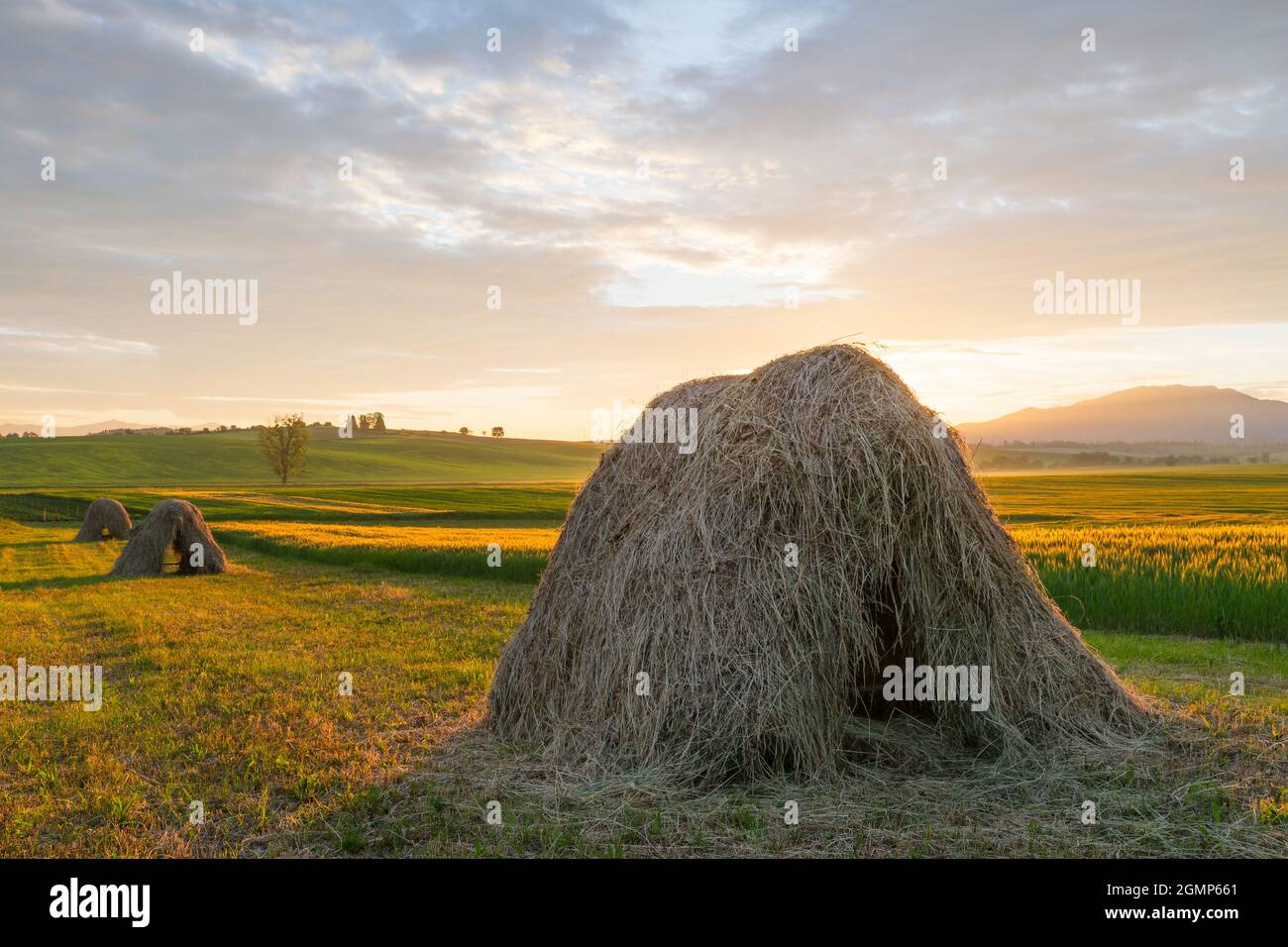 Haystacks at Borcova village in Turiec region, Slovakia Stock Photo - Alamy