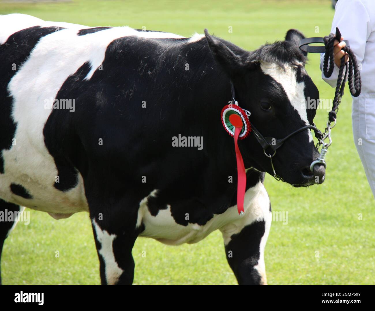 A Champion Winner Friesian Cow with a Head Harness Stock Photo - Alamy