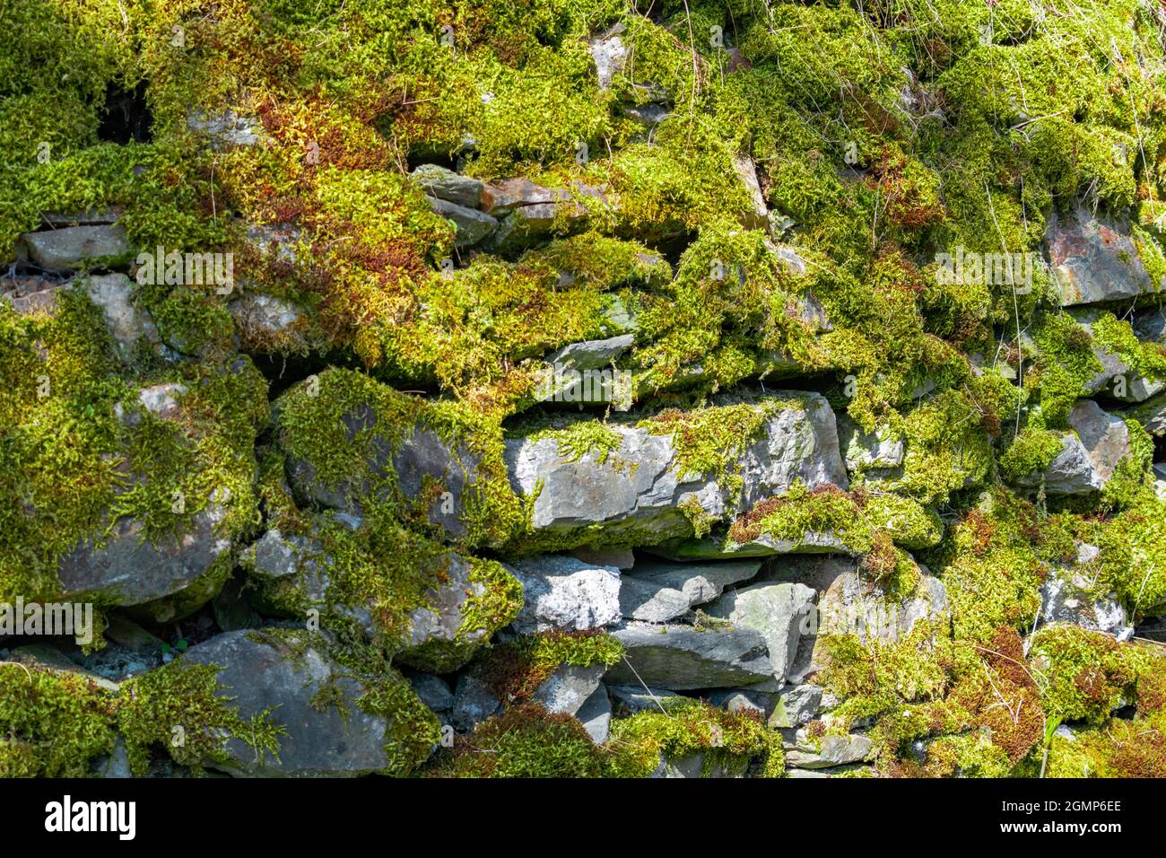 stone wall covered with moss Stock Photo - Alamy
