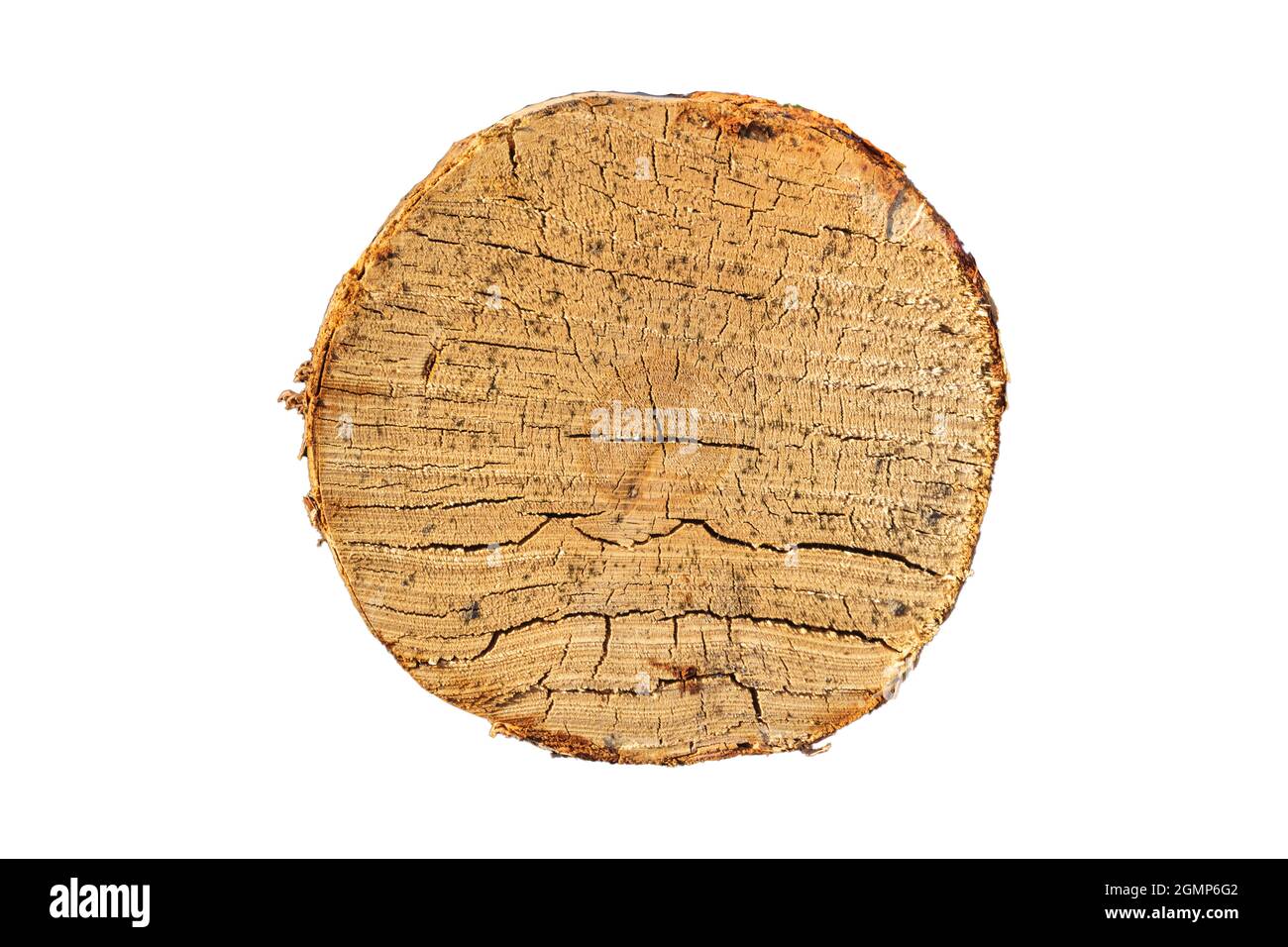 birch log cut isolated on white background. High quality photo Stock ...