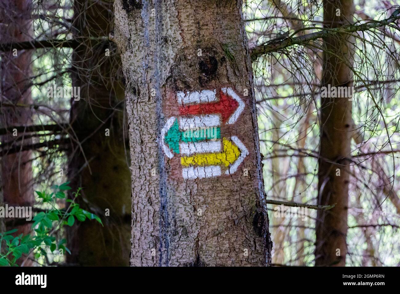 arrows trail signs on tree bark showing direction in forest with ...