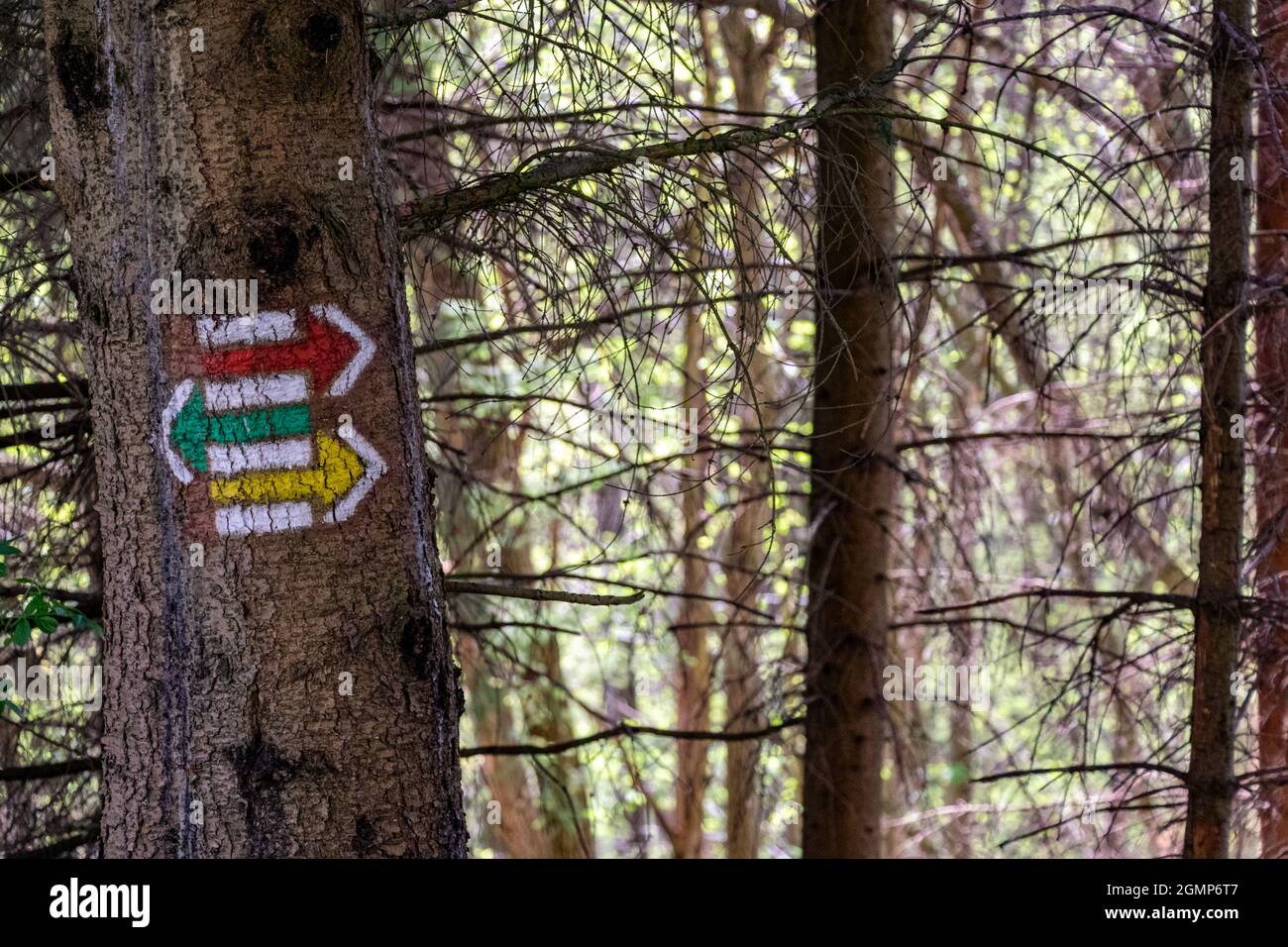 arrows trail signs on tree bark showing direction in forest with ...