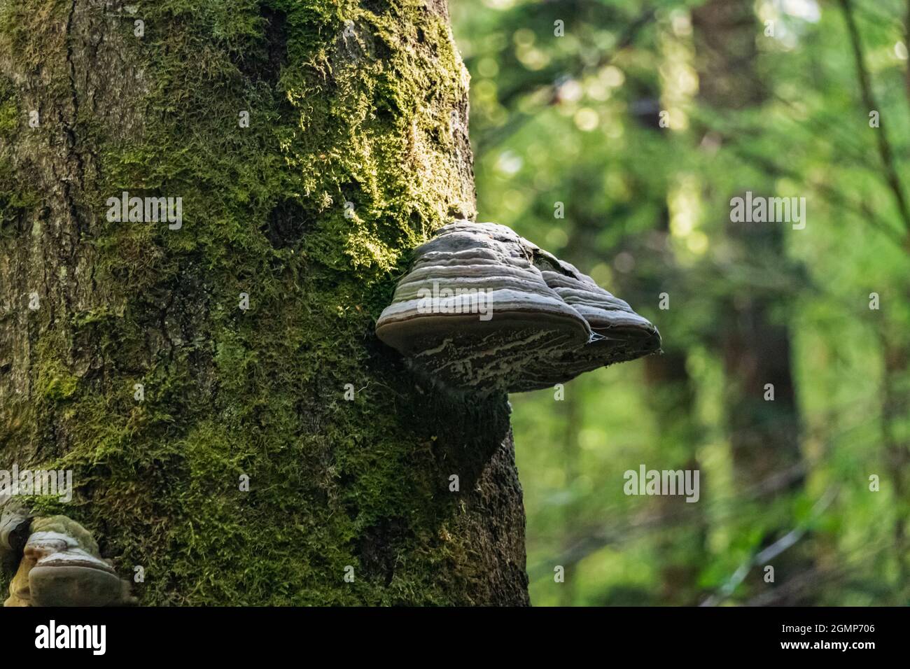 wood fungus on trunk of tree Stock Photo - Alamy