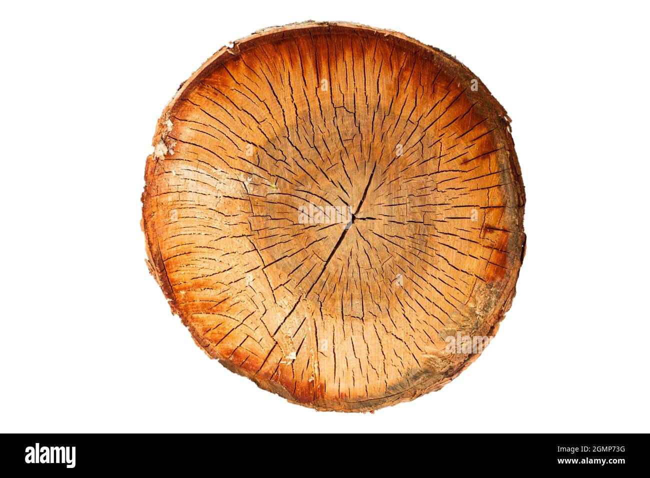 birch log cut isolated on white background. High quality photo Stock ...